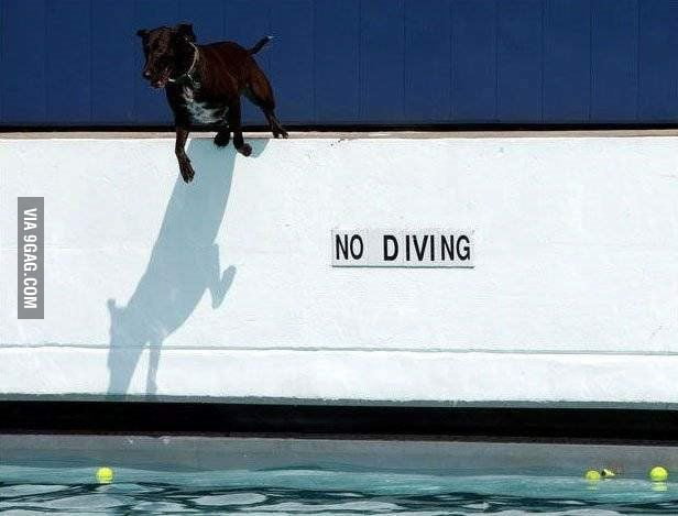 No Diving - 9GAG