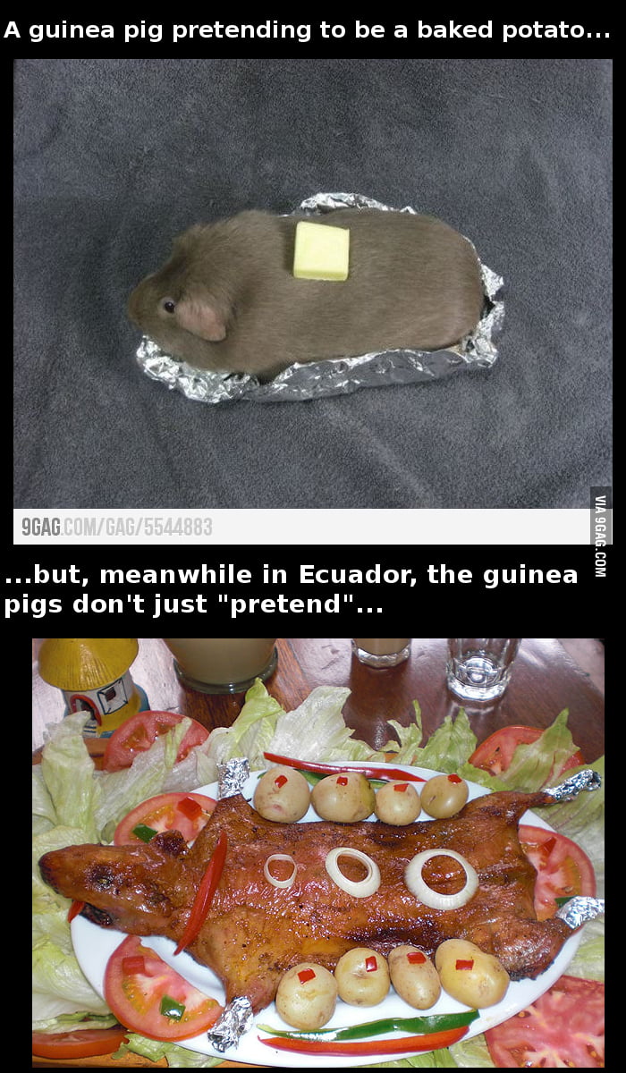 A guinea pig "pretending" to be a baked potato? - 9GAG