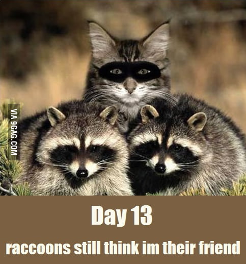Day 13, raccoons still think I'm their friend - 9GAG