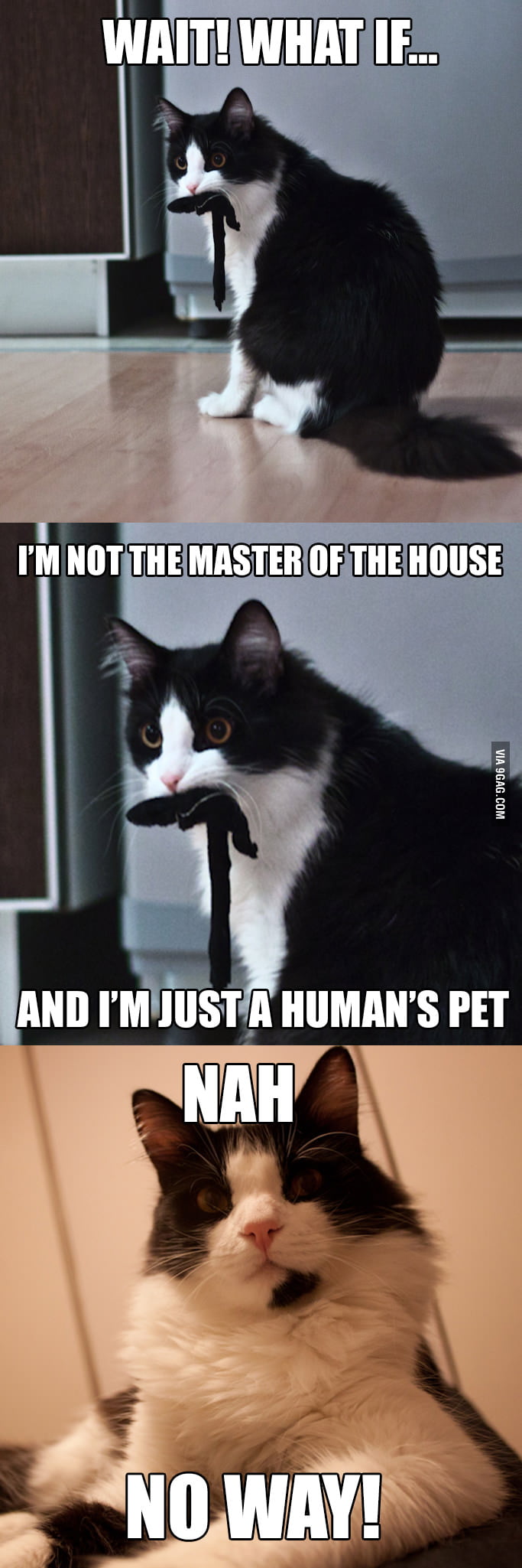 Cats logic - 9GAG