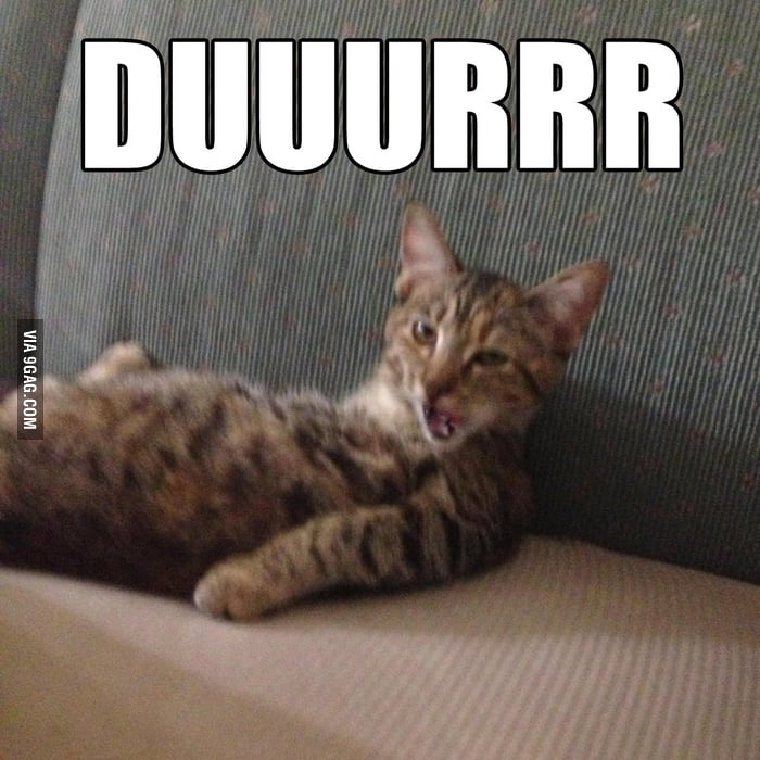 DUUURRR-cat is duuurrr - 9GAG