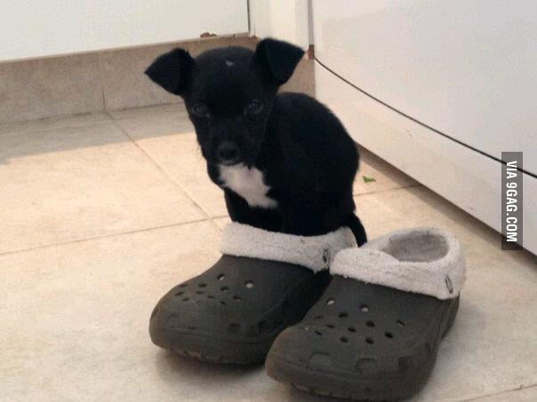 I really like this fluffy crocs! - 9GAG