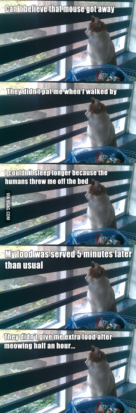 First world cat problems - 9GAG