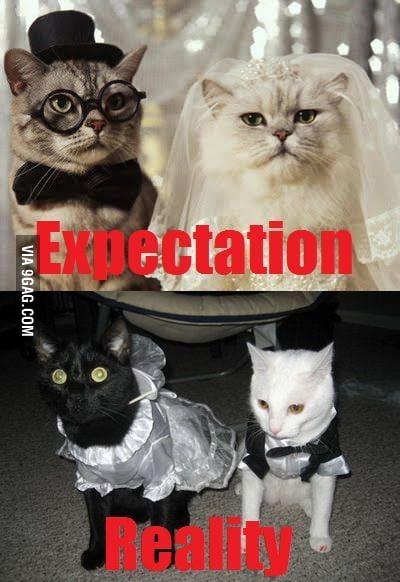 Wedding Cats: Expectation vs Reality - 9GAG