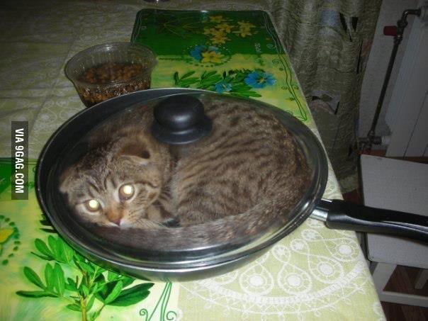The Cat in the Pan - 9GAG