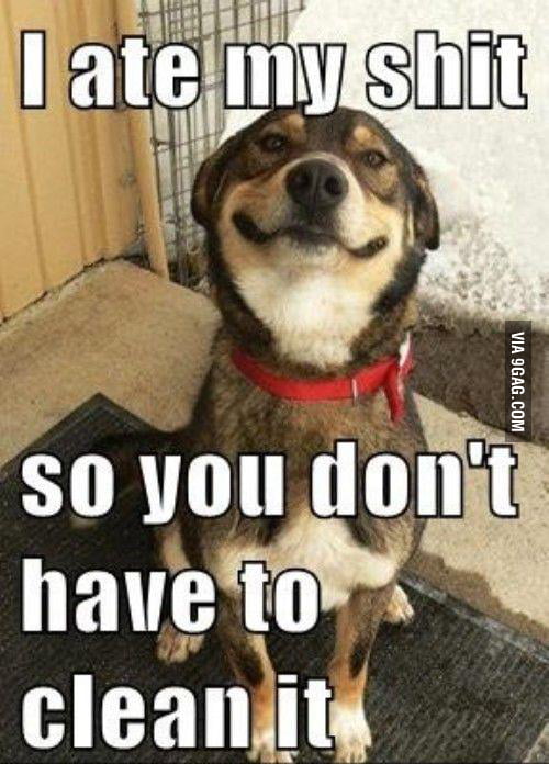 Good guy dog. - 9GAG