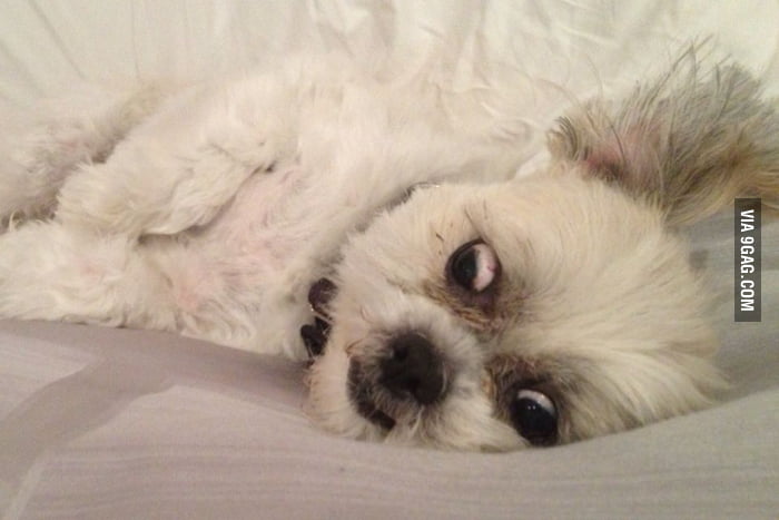 Meet my dog, Derp. - 9GAG