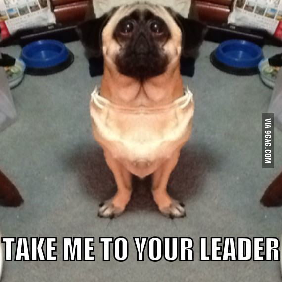 Pug Alien - 9GAG