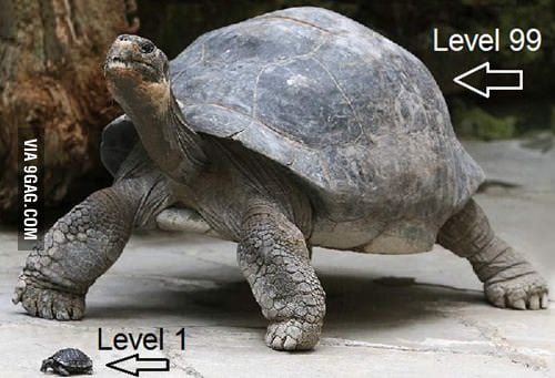 Turtle Levels - 9GAG