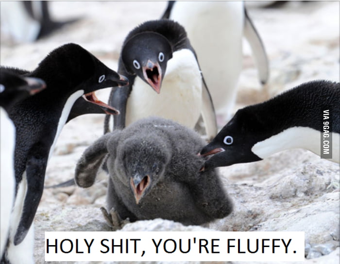Some Surprised Penguins - 9GAG