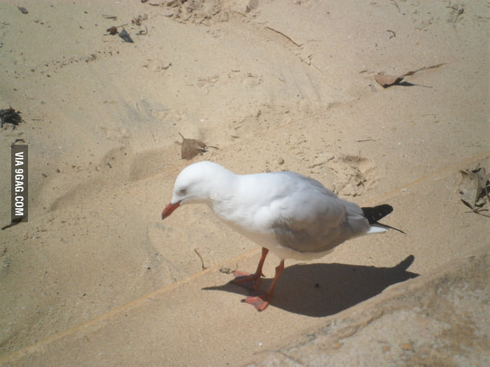 Sad seagull is sad - 9GAG