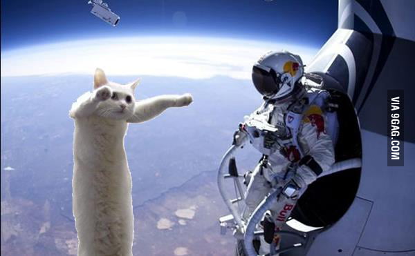 Long Cat is Looooooooong - 9GAG