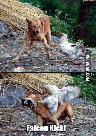 Chicken Kick!! - 9GAG