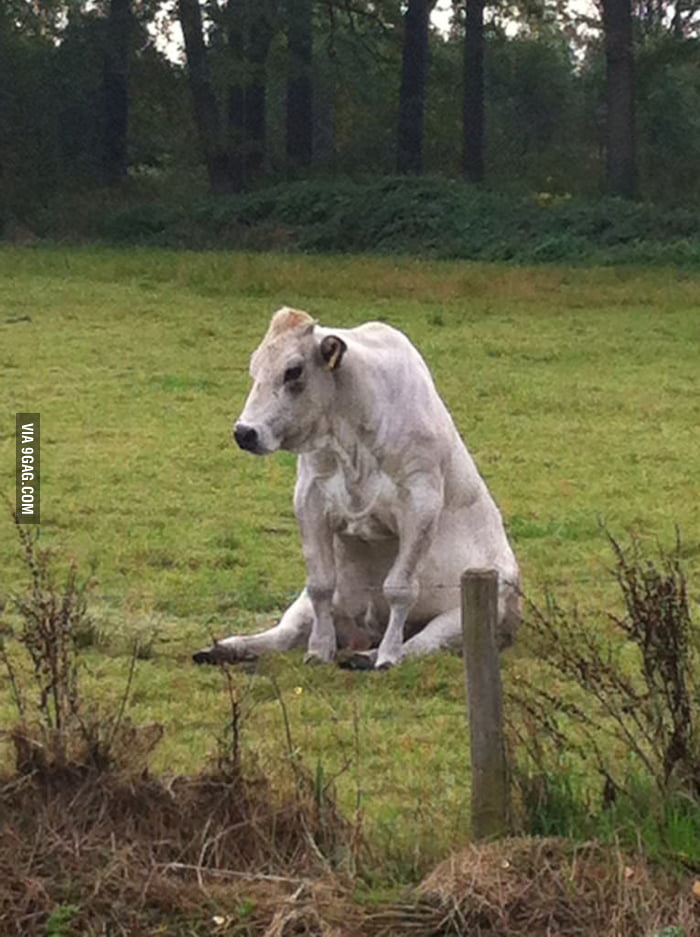 Cow is this even possible - 9GAG