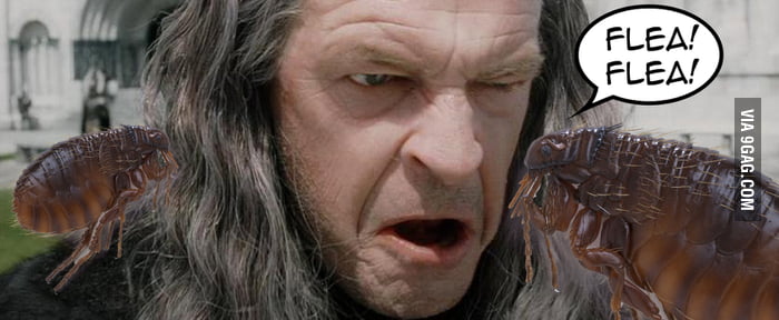 Flea! Flea! - 9GAG