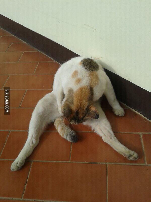 Pussy Licking 9gag