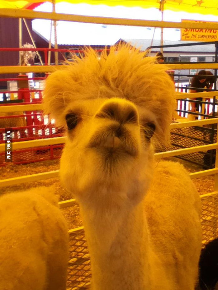 Epic Derp Face - 9GAG