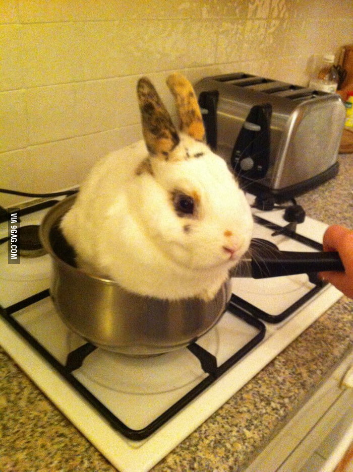 I'm a bunny boiler. Literally. - 9GAG
