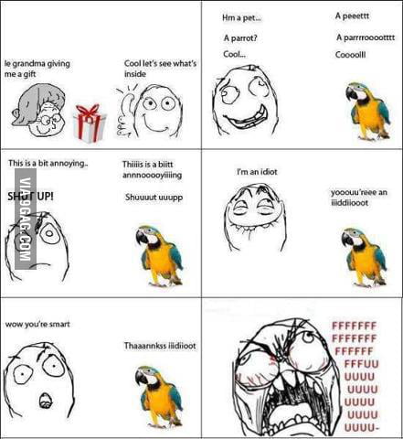 Parrot Rage!!! - 9GAG