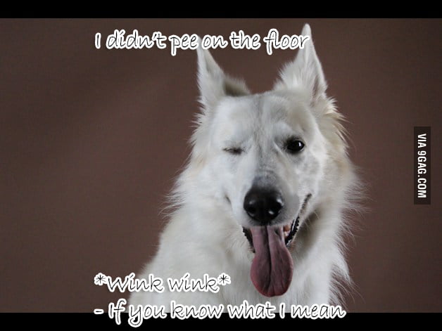 Winking Dog Trying To Be Funny - If you know what I mean... - 9GAG