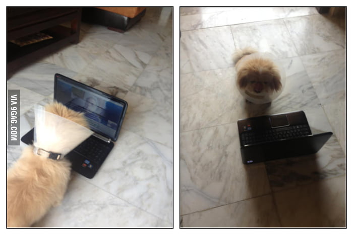 Behold, the dog that learned how to Skype... - 9GAG