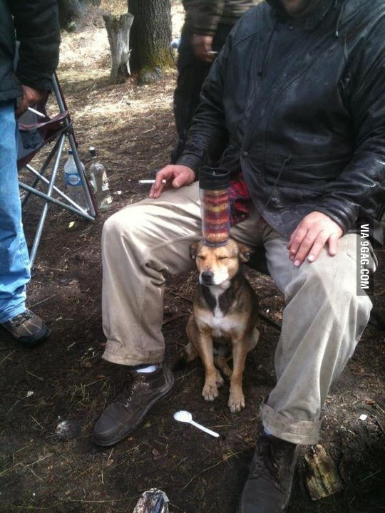 Good guy dog - 9GAG