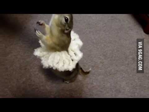 Cute squirrel ballet dancer - 9GAG