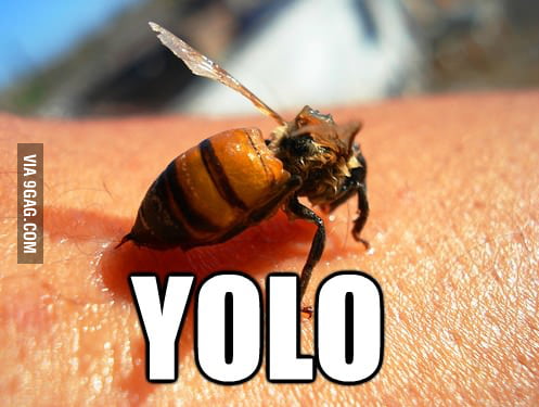 Natural YOLO - 9GAG