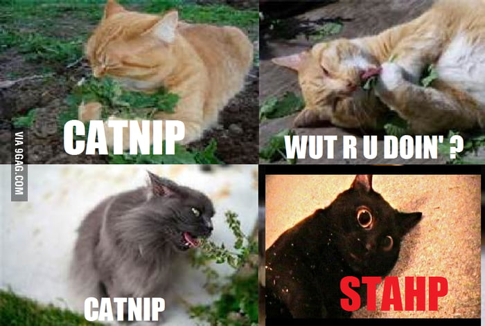 Catnip Addiction - 9GAG