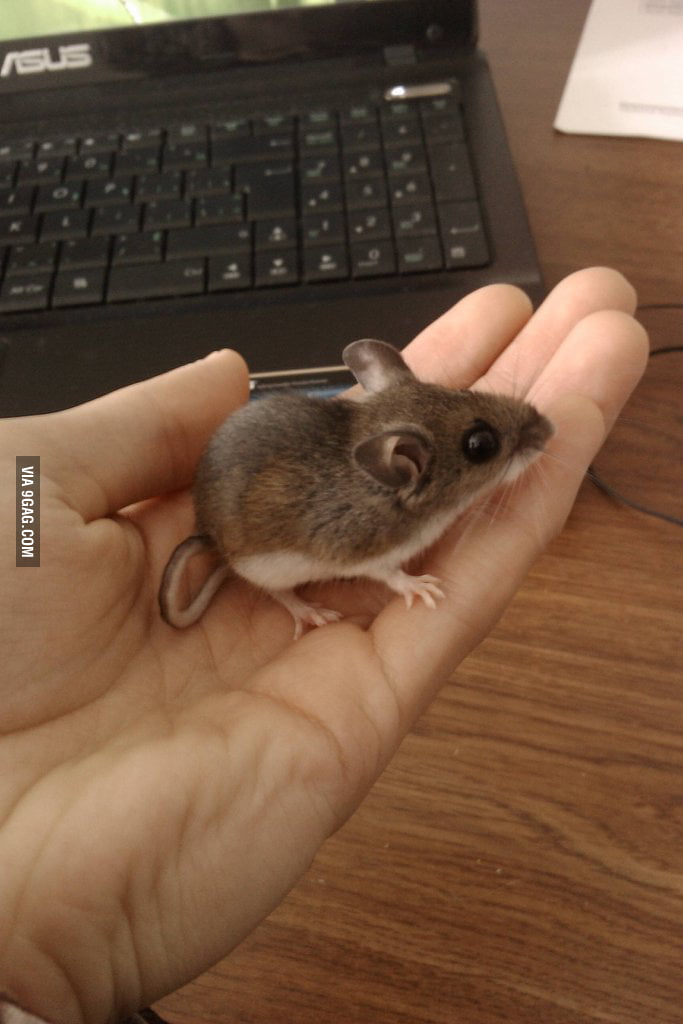 This is my computer mouse! - 9GAG