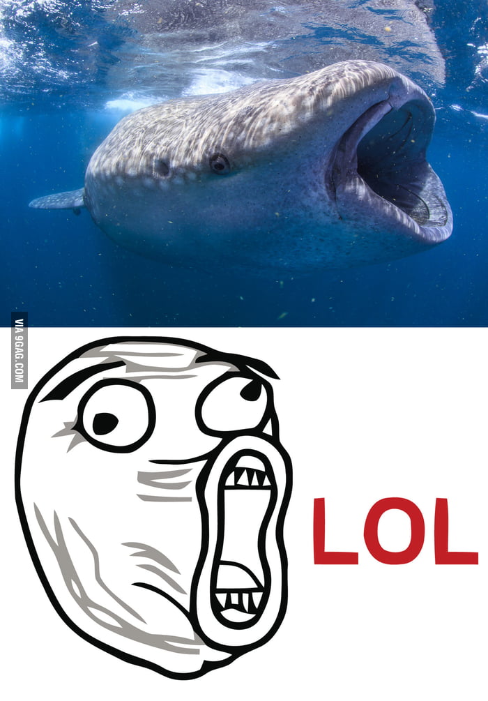 Whale shark goes LOL - 9GAG