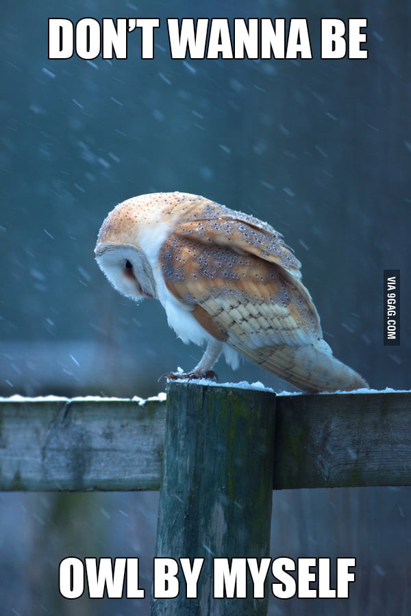 Just a Sad Owl..... - 9GAG