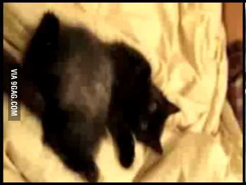 Jedi kitty in danger LOL - 9GAG