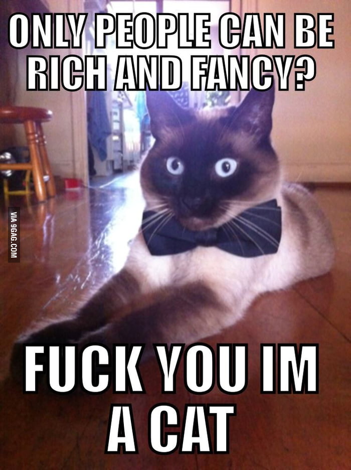 Rich people vs Fancy cat - 9GAG