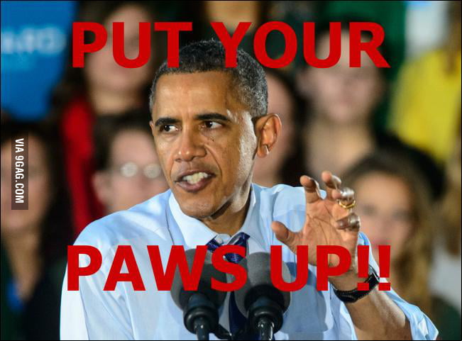 PUT YOUR PAWS UP!! - 9GAG