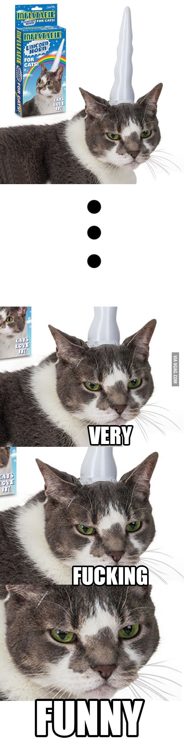 Cat is not interested. - 9GAG