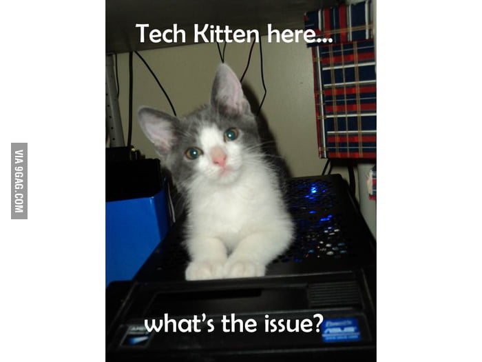 Tech kitten - 9GAG