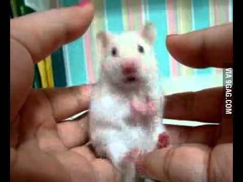 Shocked mouse - 9GAG