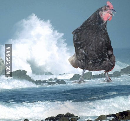 Sea Chicken [LP] #2 - 9GAG