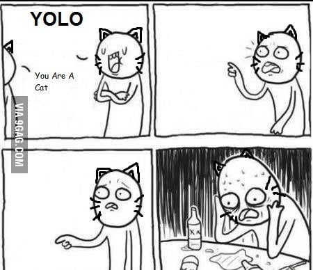 YOLO Cat - 9GAG