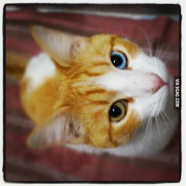 Dat eyes - 9GAG
