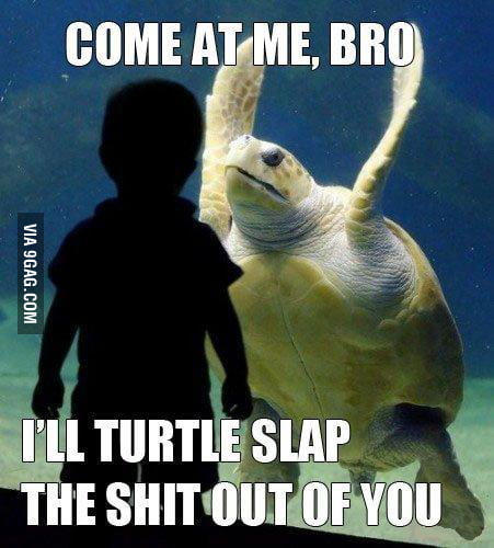 Turtle Slap - 9GAG