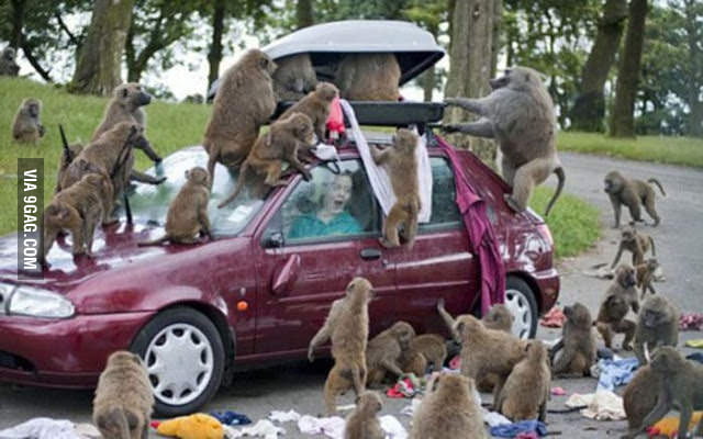 Baboons Attack In Cape Town - South Africa - 9GAG