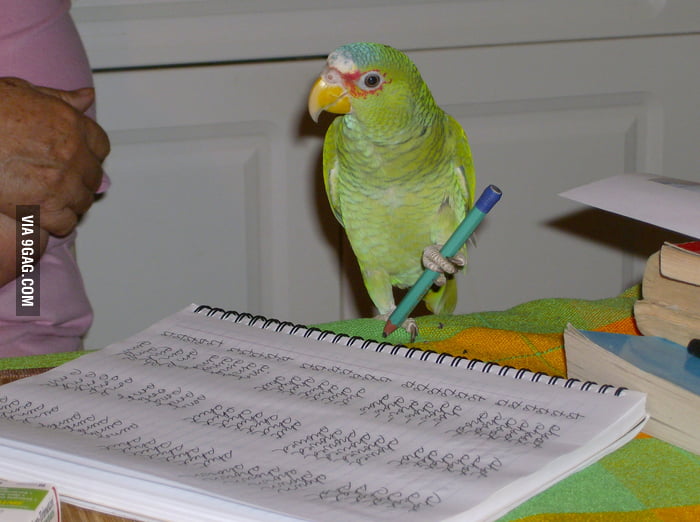 My parrot likes to correct my homework - 9GAG