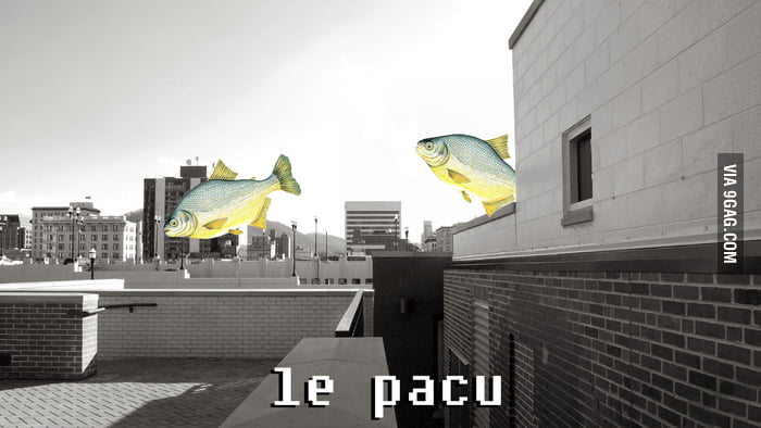 Le pacu - 9GAG