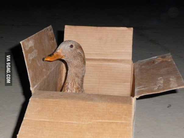 It's my duck in a box - 9GAG