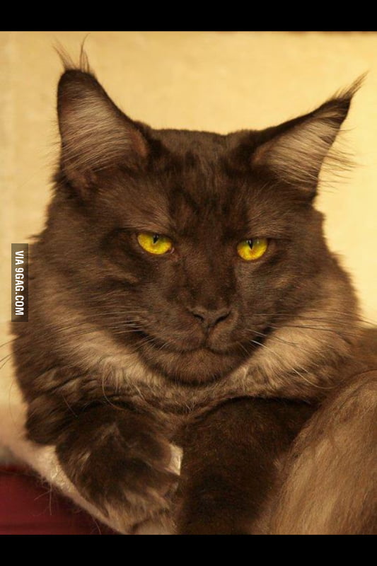 New perplexed cat meme ? - 9GAG