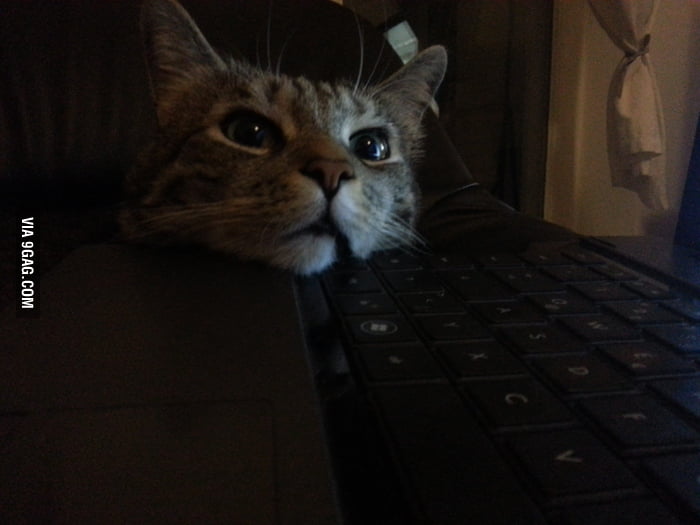 Hello there human! - 9GAG