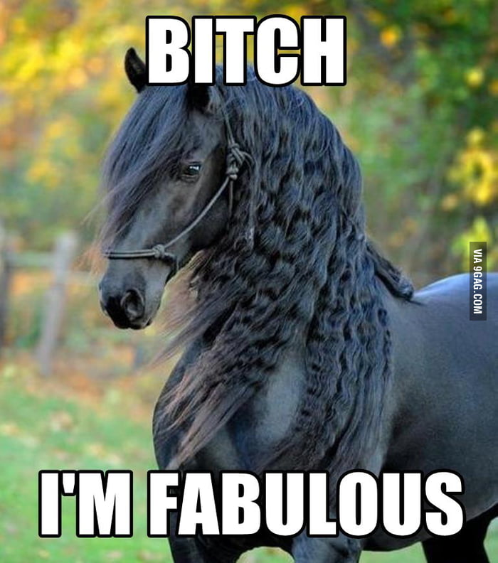 Fabulous Horse - 9GAG