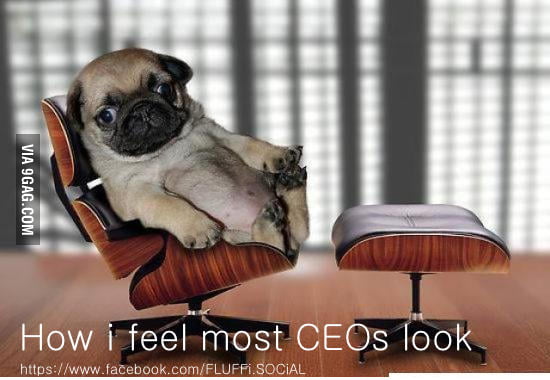 CEO dog? - 9GAG